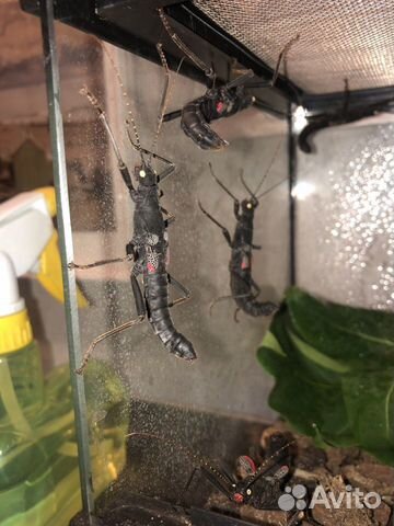 Перуанский палочник