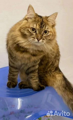 Лилит ищет дом