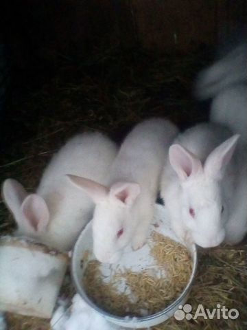 Белые Великаны крольчата