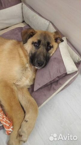 Найден домашний щенок. Ищу хозяина