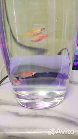Аквариумные рыбки