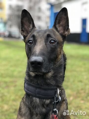 Вязка Малинуа