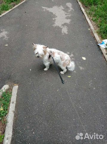 Йоркширский терьер