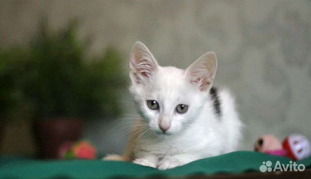 Котята
