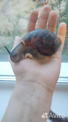 Улитка Маргината Маргината Архахатина