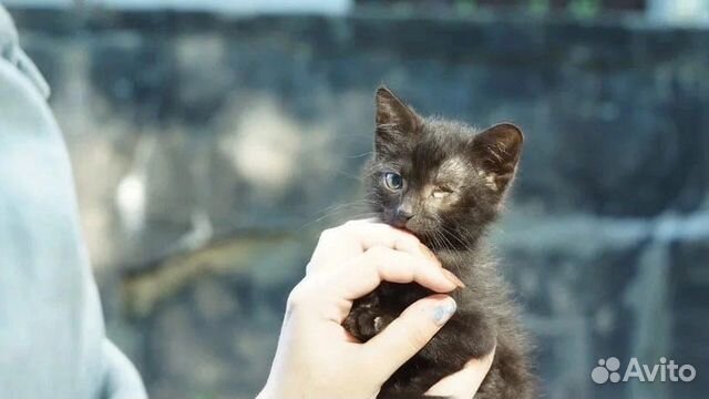 Герцогиня в добрые руки