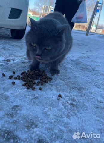 Выбросили котика, очень нужен дом