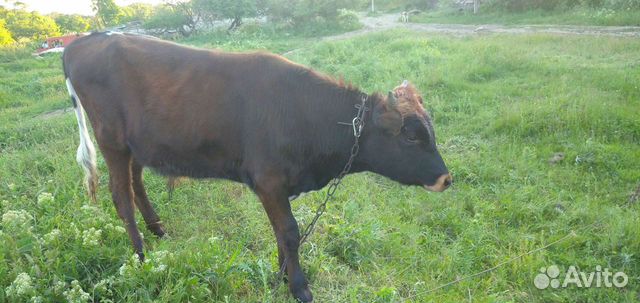Продаю годовалого бычка на доращивание