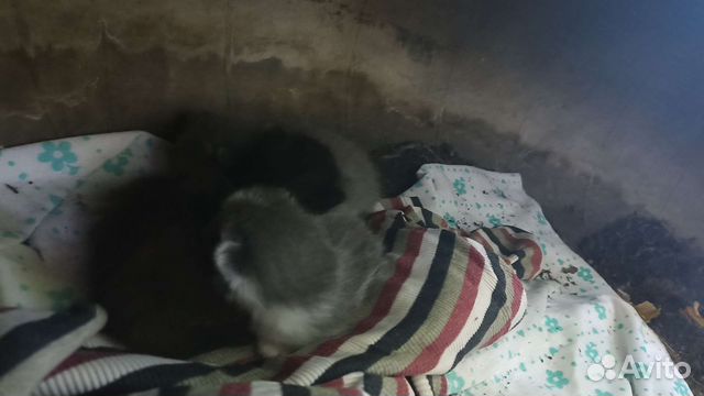 Котята в добрые руки бесплатно