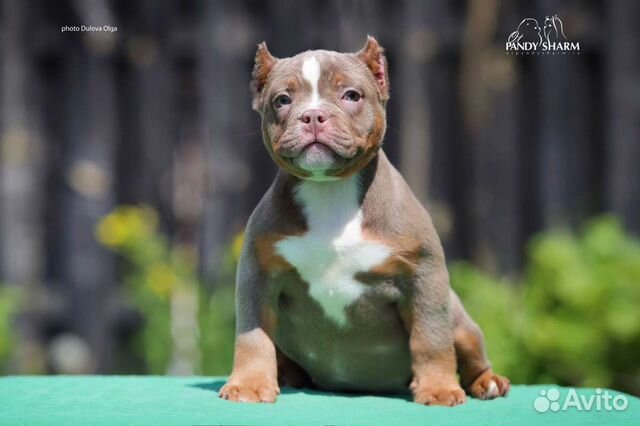 Американский булли девочка красавица