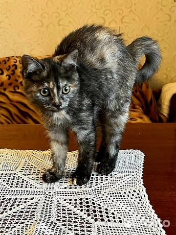 Котенок ищет новый дом