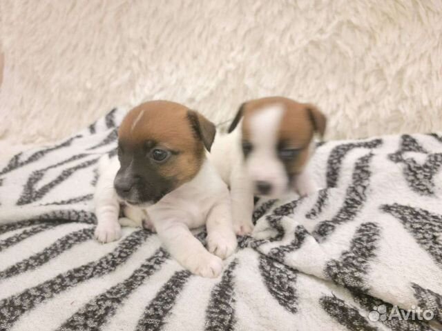 Джек Рассел терьер