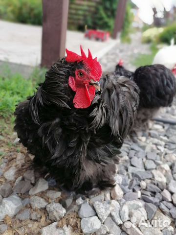 Карликовый кохинхин