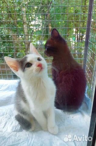 Котенок Пельмешек