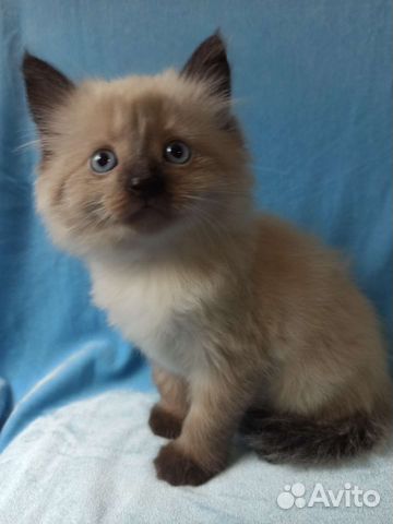 Невская маскарадная котята