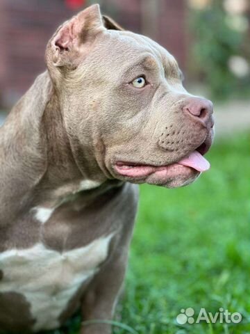 Американский Булли девочка шоу