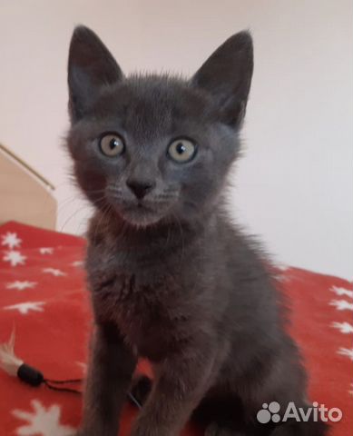 Котенок Джулия метис «Русская голубая» 2 м. в дар