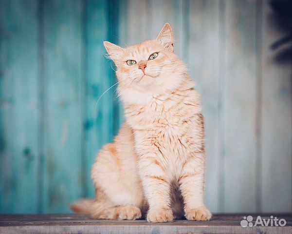 Мягкий Фима в добрые руки