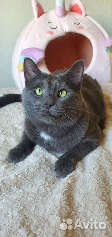 Красивый котик в добрые руки