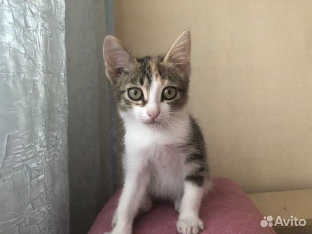 Кошка Маруся/котенок