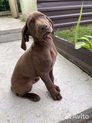 Щенки курцхаара