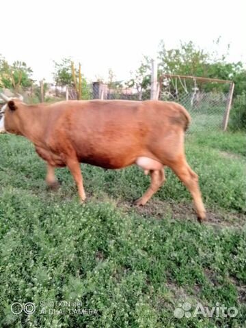 Айширская корова