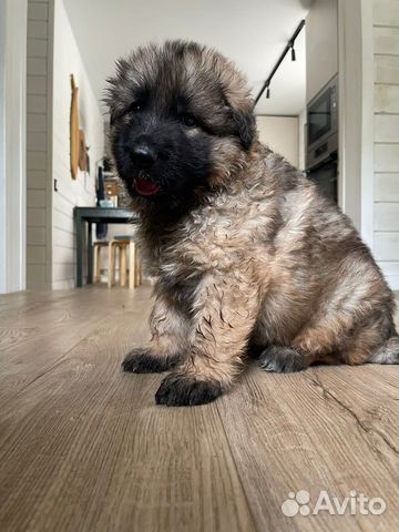 Щенки немецкой овчарки