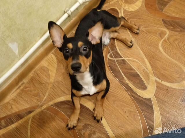 Отдам помесь таксы в хорошие руки