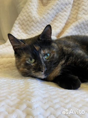 Кошка Синди в добрые руки