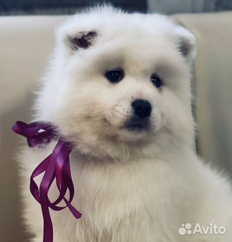 Самоедская лайка, щенки