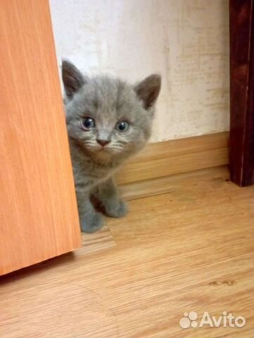 Котенок британец
