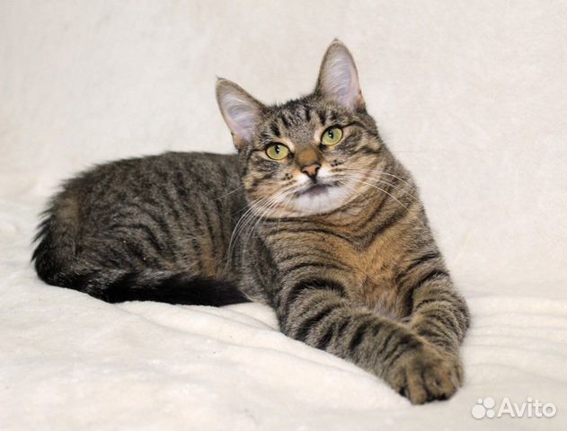 Милейшая кошечка Ума