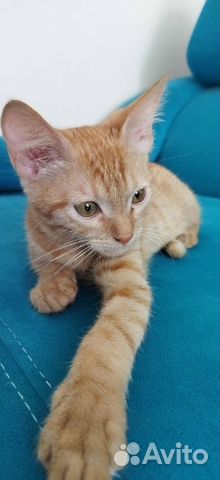 Маленький котенок Цезарь ищет новый дом