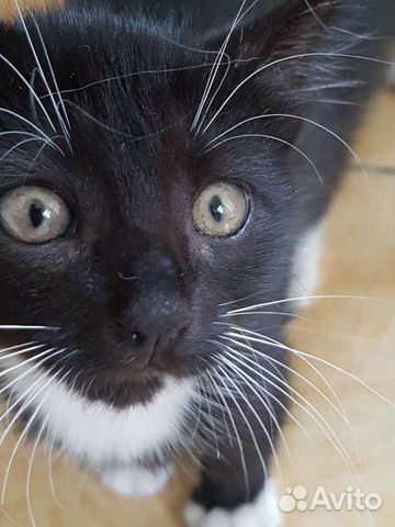 Котёнок в дар 2 мес