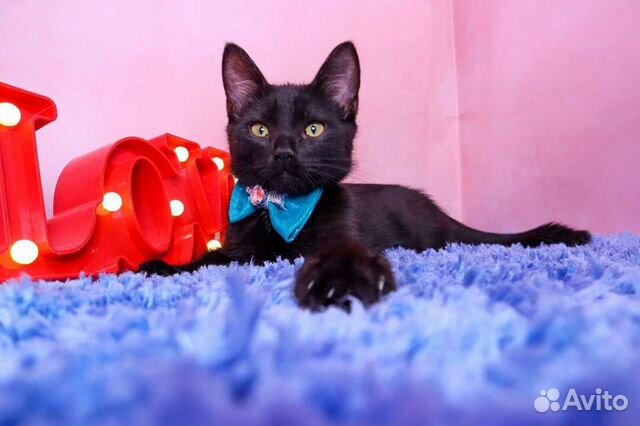 Красавчик Ватсон