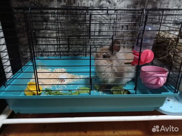 Декоративный кролик с клеткой