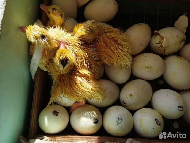 Утята мулард суточные