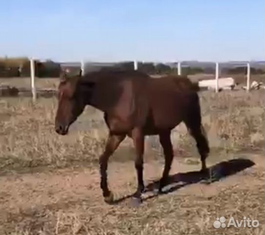 Чистокровная верховая