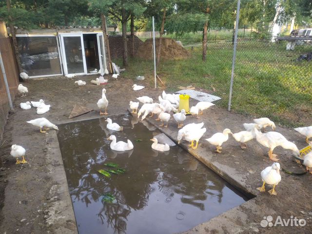 Гусь, утки, индоутки