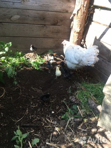 Клушка наседка и 9 цыплят