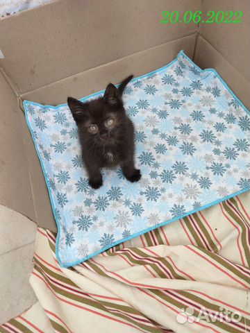 Котенок ищет семью