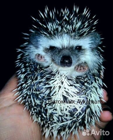 Карликовый африканский ежик