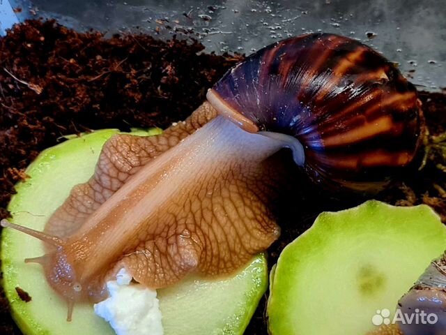 Улитки ахатины бесплатно