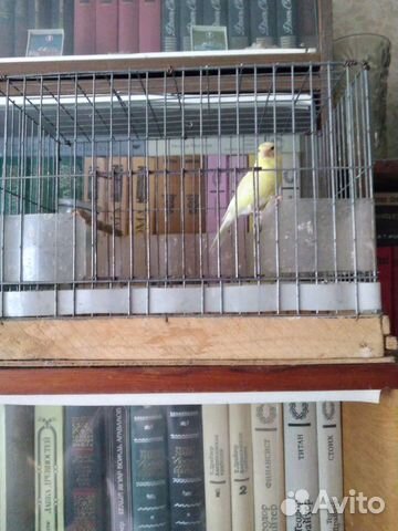 Канарейка с клеткой