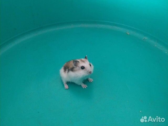 Джунгарский хомяк 1 месяц