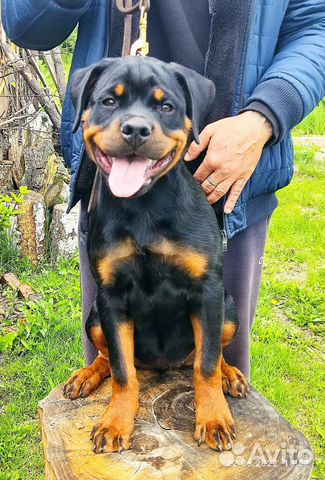 Щенок ротвейлера
