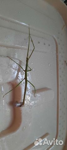 Отдам палочников 5 шт