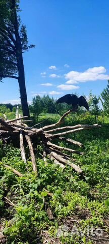 Черный ворон