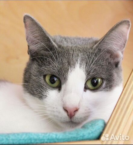 Нежная красота Молли