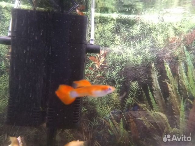 Аквариумные рыбки гуппи